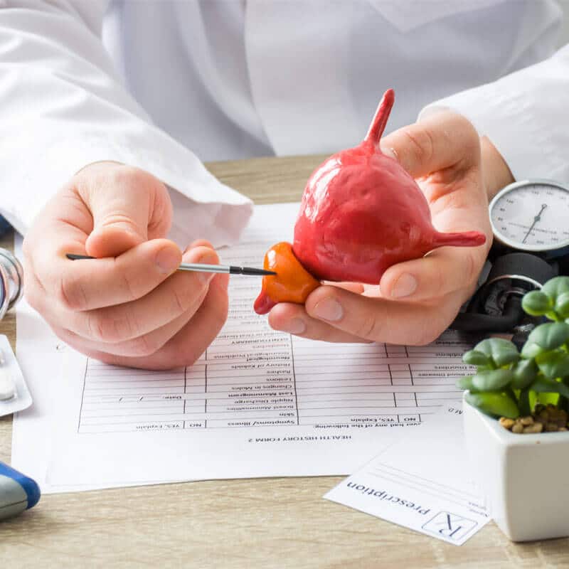 Anatomie und Funktion der Prostata | APOPROSTAT®